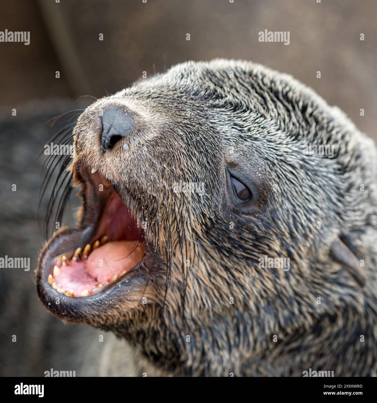 Namibia, Erongo Region, Cape Cross Seal Reserve, Cape (brown) fur Seal ...