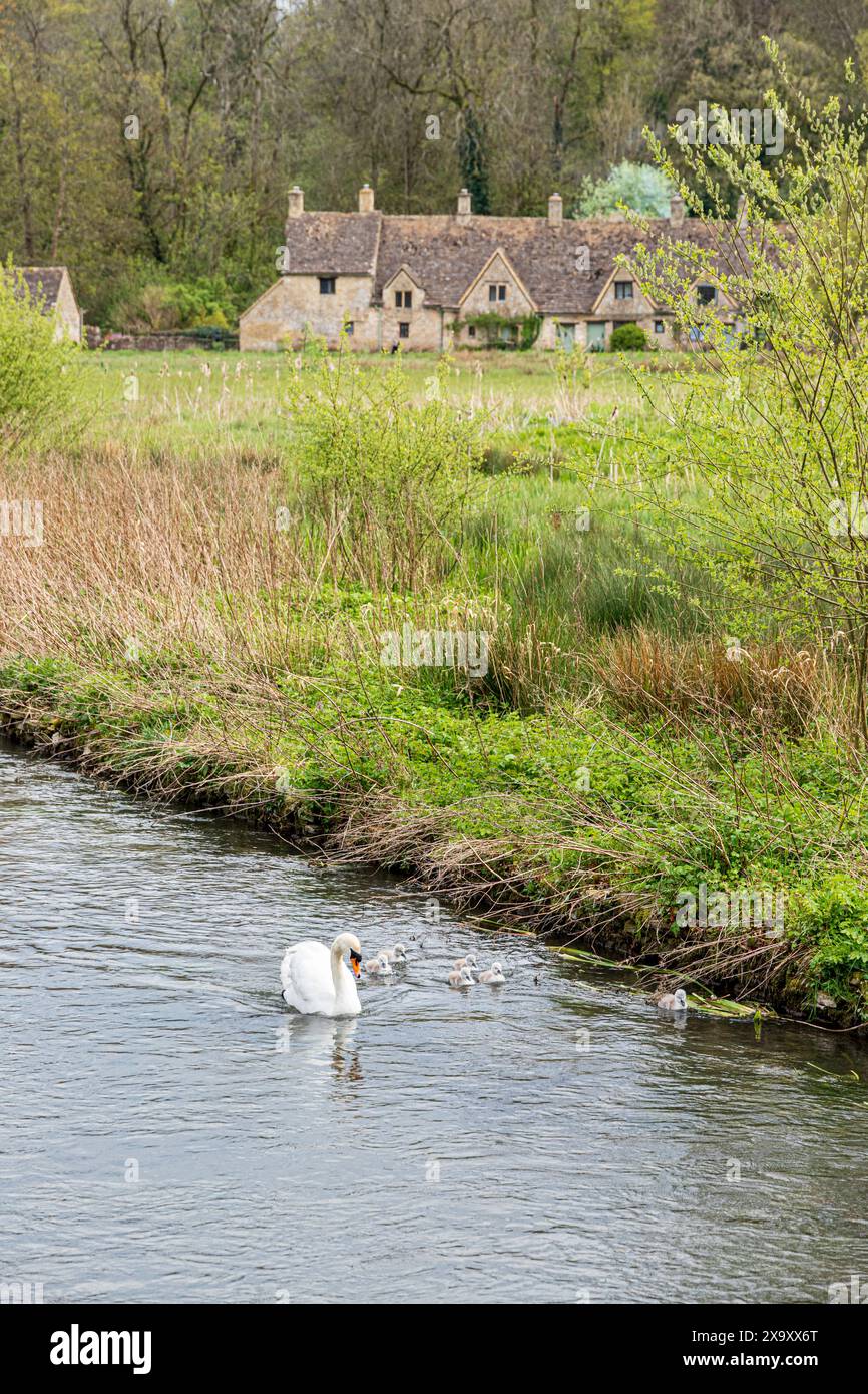 A mute swan with six cygnets on the River Coln in front of Arlington ...