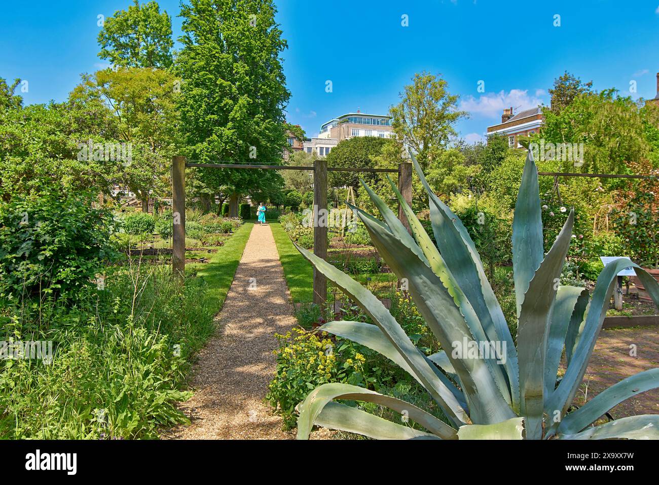 Chelsea Physic Garden a blue sky over central gravel pathway through ...