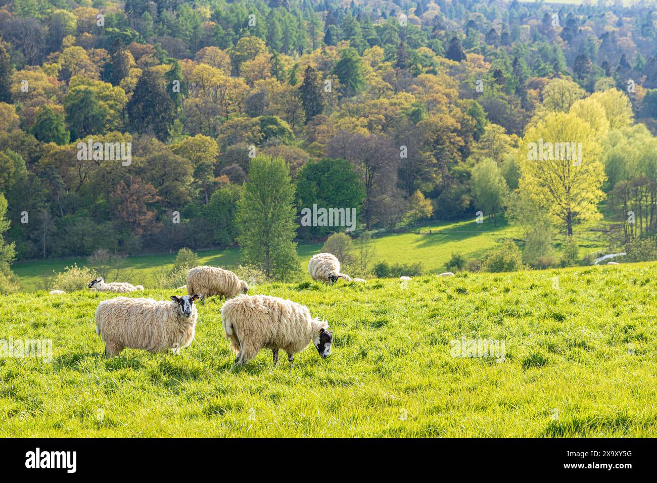 Sheep grazing in evening light in the valley of the River Coln near the ...