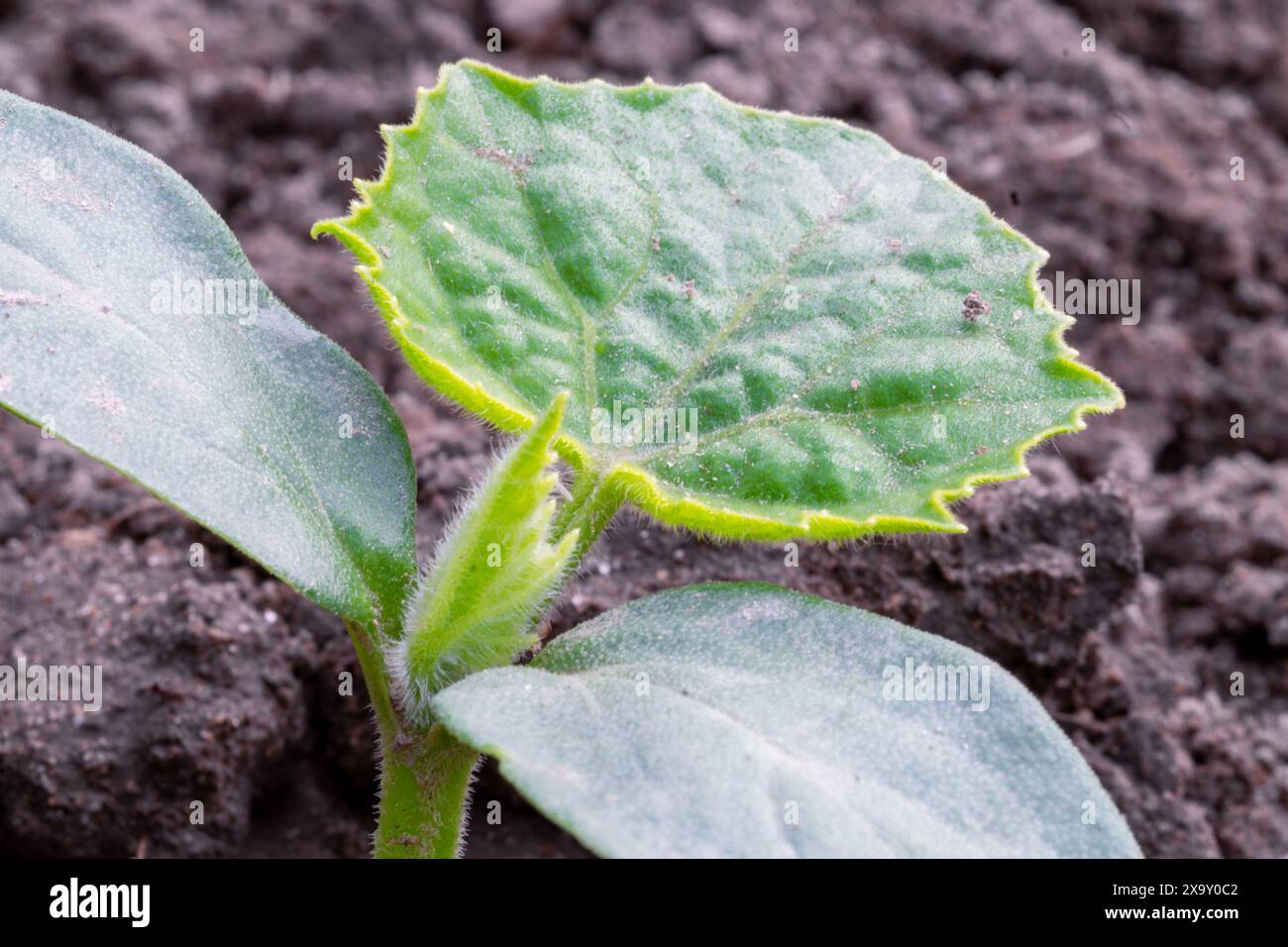 Cucumber. A plant at the beginning of its development. Young bush ...