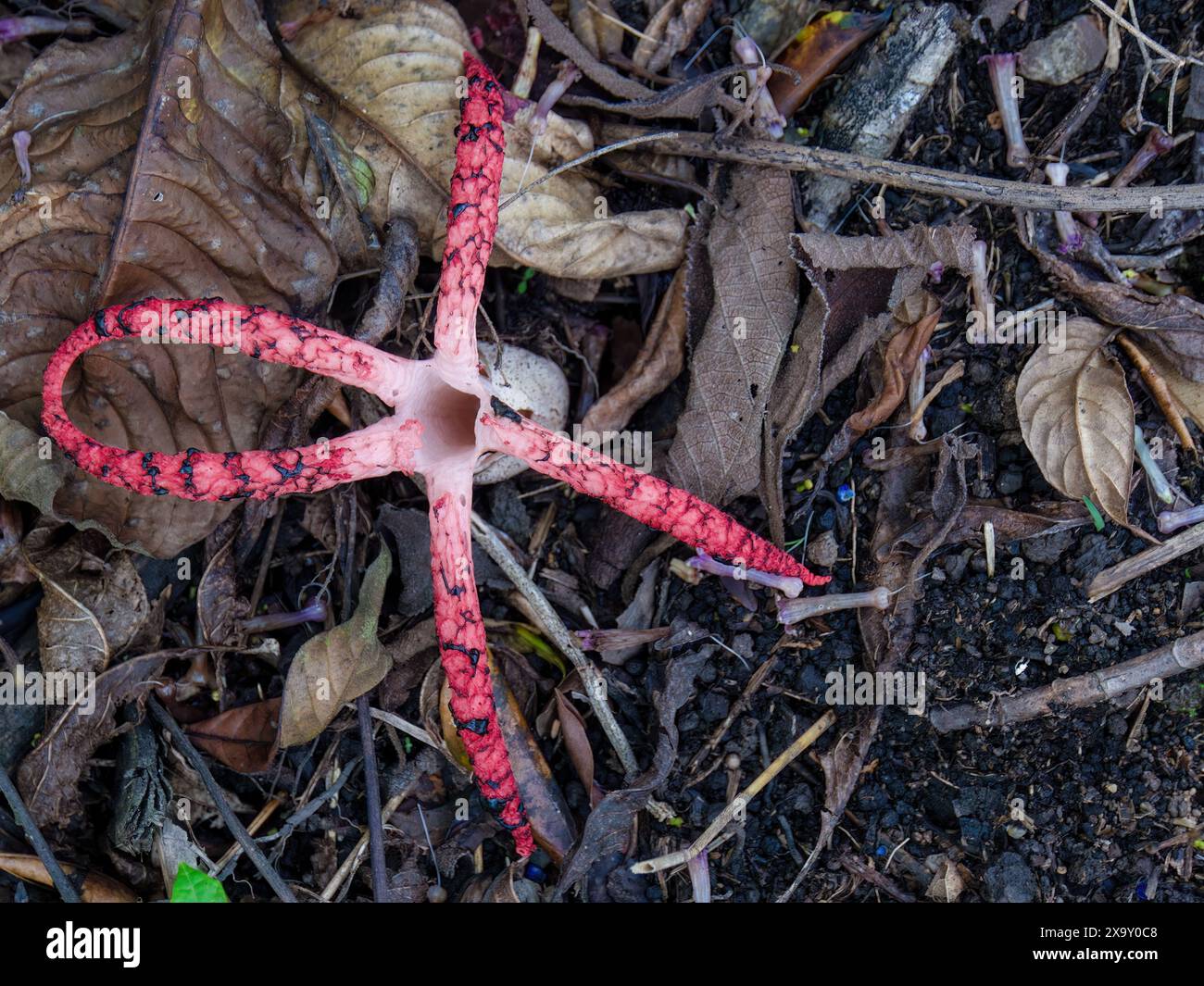 Macro photography of an octopus stinkhorn fungus from the top, growing ...