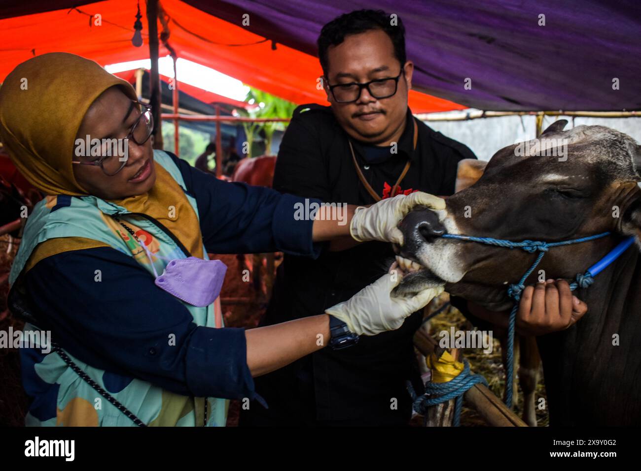 Bandung, West Java, Indonesia. 3rd June, 2024. Animal health officers ...