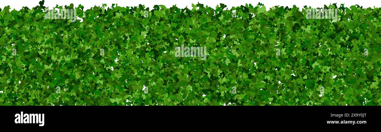 Endless green boxwood shrub as an evergreen hedge. Fence of plants with ...