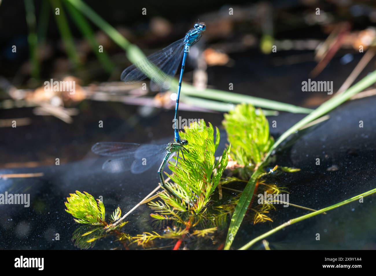 Azure Damselflies mating on the surface of a pond amongst green pond ...