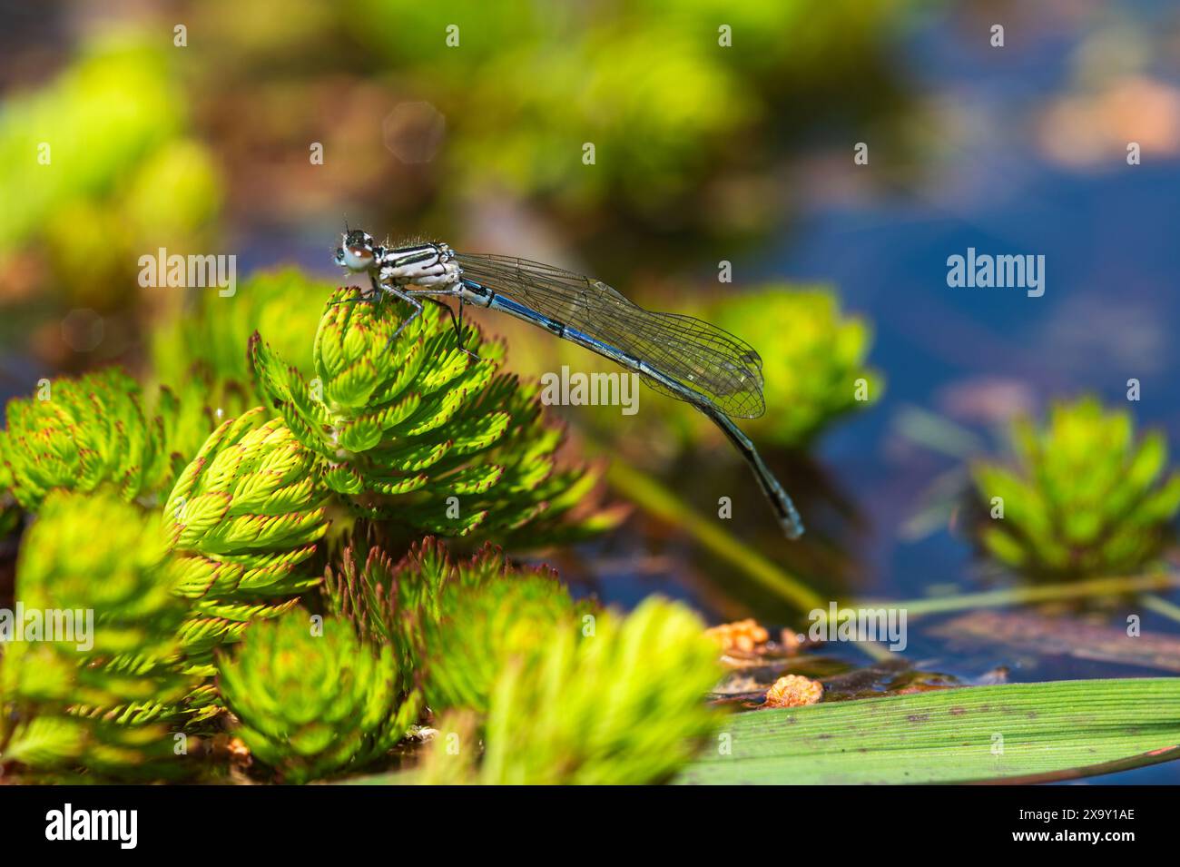 Female Azure Damselfly on the surface of a pond amongst green pond ...