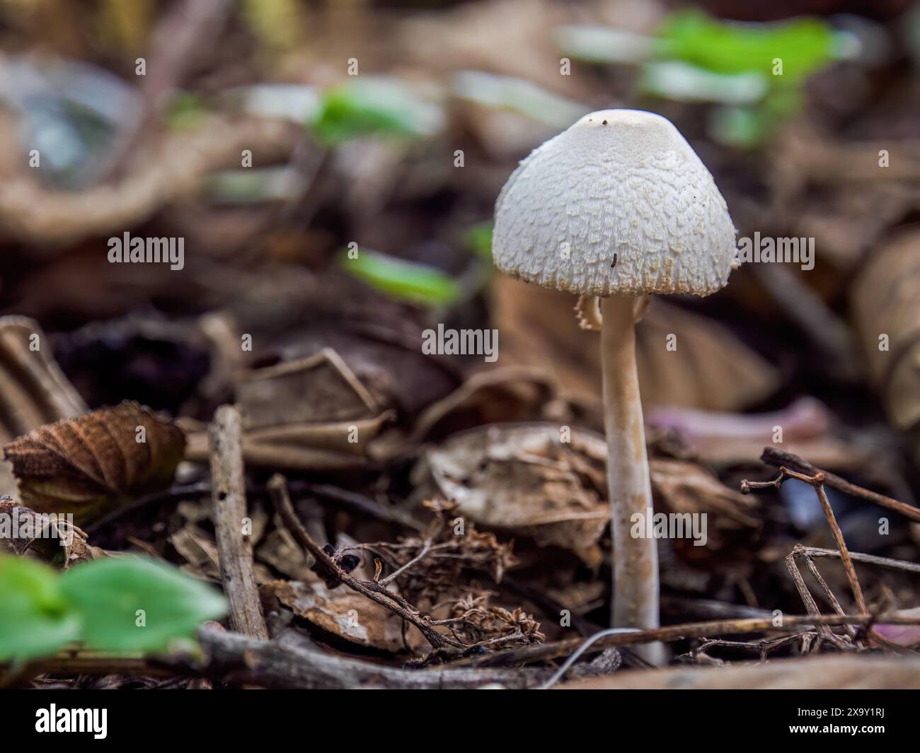 Close-up photography of a parasol mushroom growing in the soil of a ...