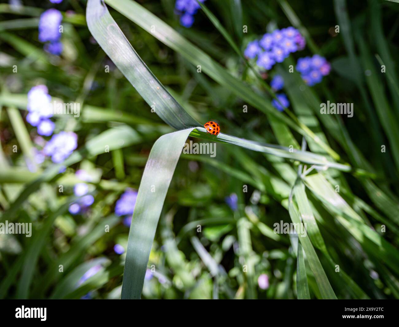 Coccinellidae, Ladybird, Ladybug taking a stroll along a large blade of ...