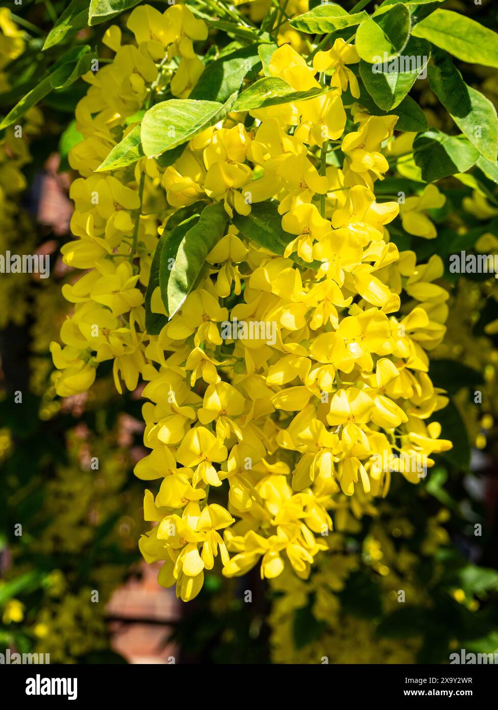 Laburnum, sometimes called golden chain or golden rain the flowers are ...