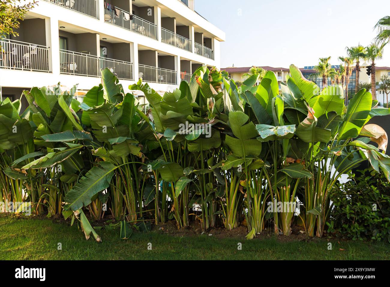Natural fence fence made of densely planted bushes and trees Stock ...