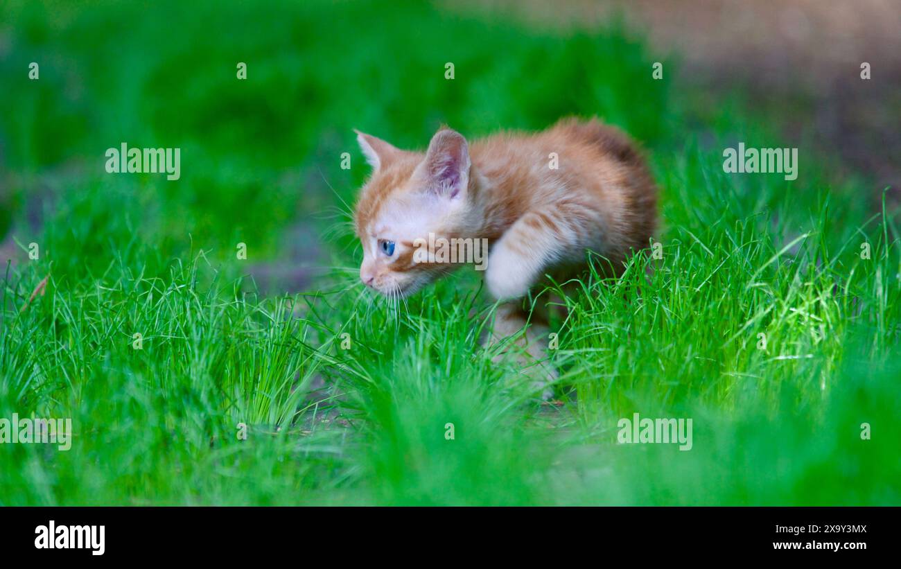 Yellow kitten. Yellow kittens playing in the garden. Yellow stray ...