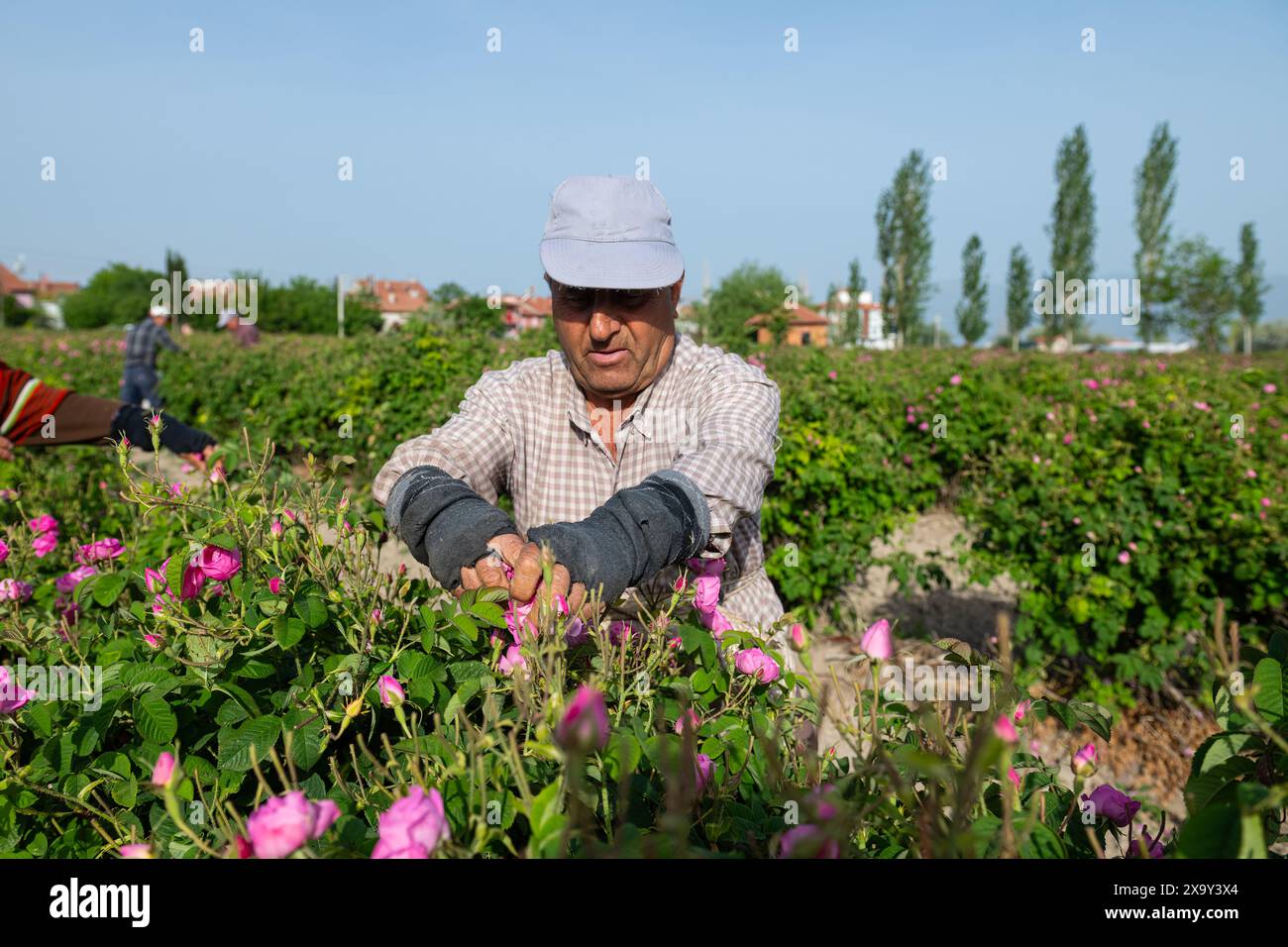 Villagers harvesting the famous Isparta rose in Turkey Stock Photo - Alamy