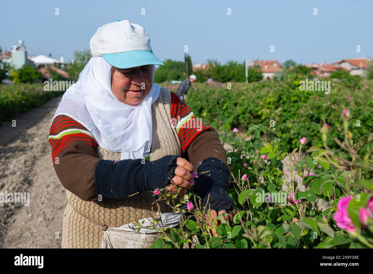 Villagers harvesting the famous Isparta rose in Turkey Stock Photo - Alamy
