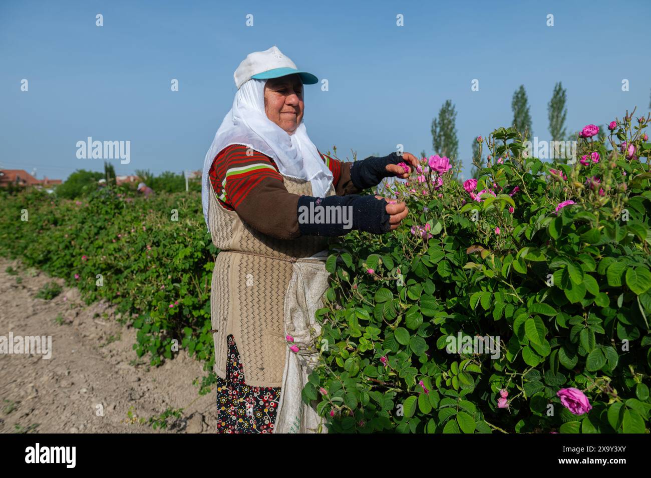 Villagers harvesting the famous Isparta rose in Turkey Stock Photo - Alamy