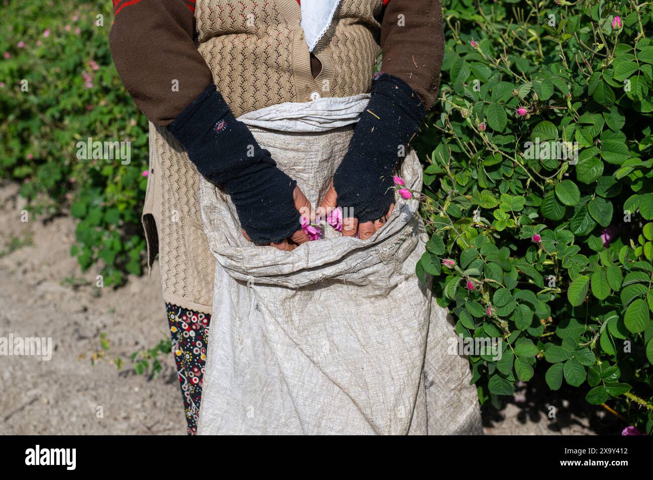 Villagers harvesting the famous Isparta rose in Turkey Stock Photo - Alamy