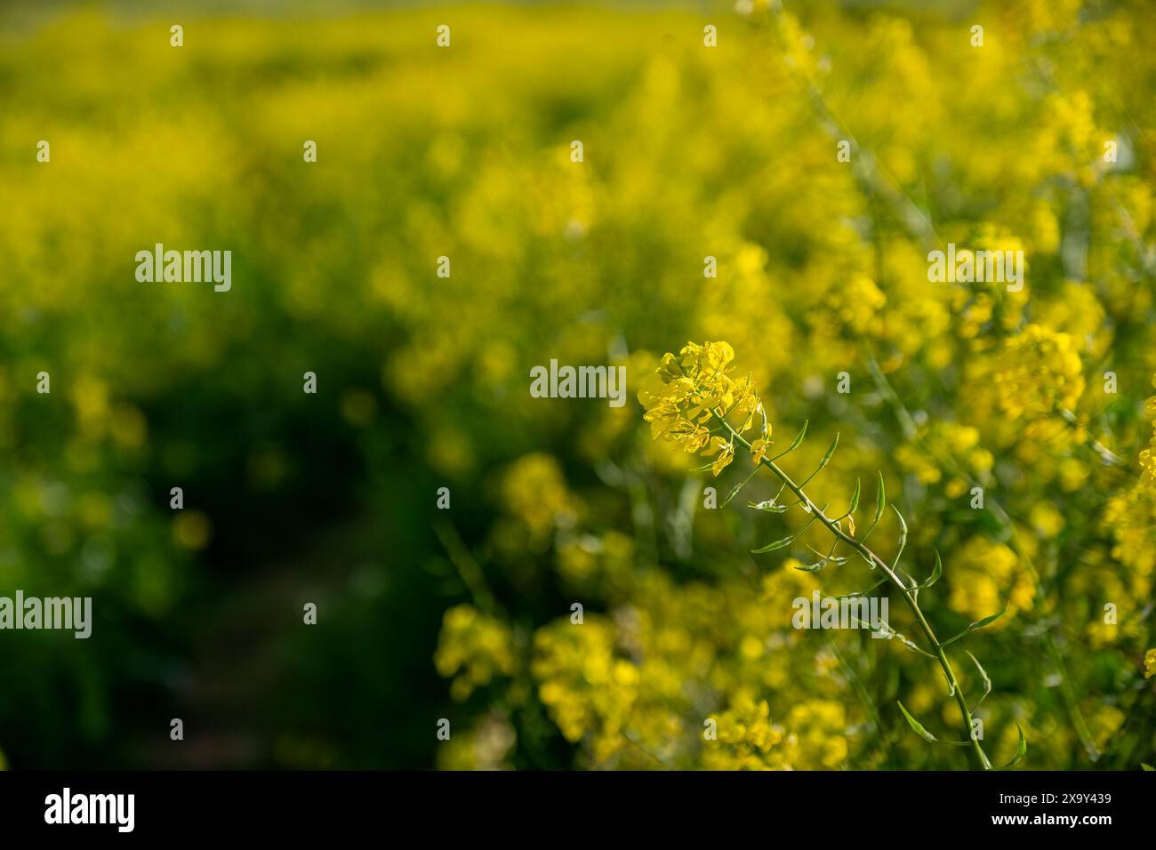 Roses in field during spring Stock Photo - Alamy