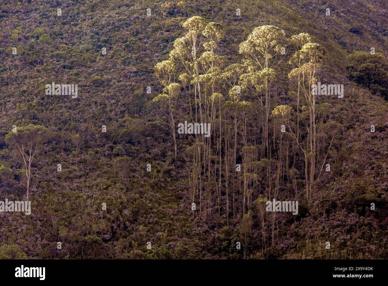 The canopy of a group of eucalyptus trees illuminated by the light of ...