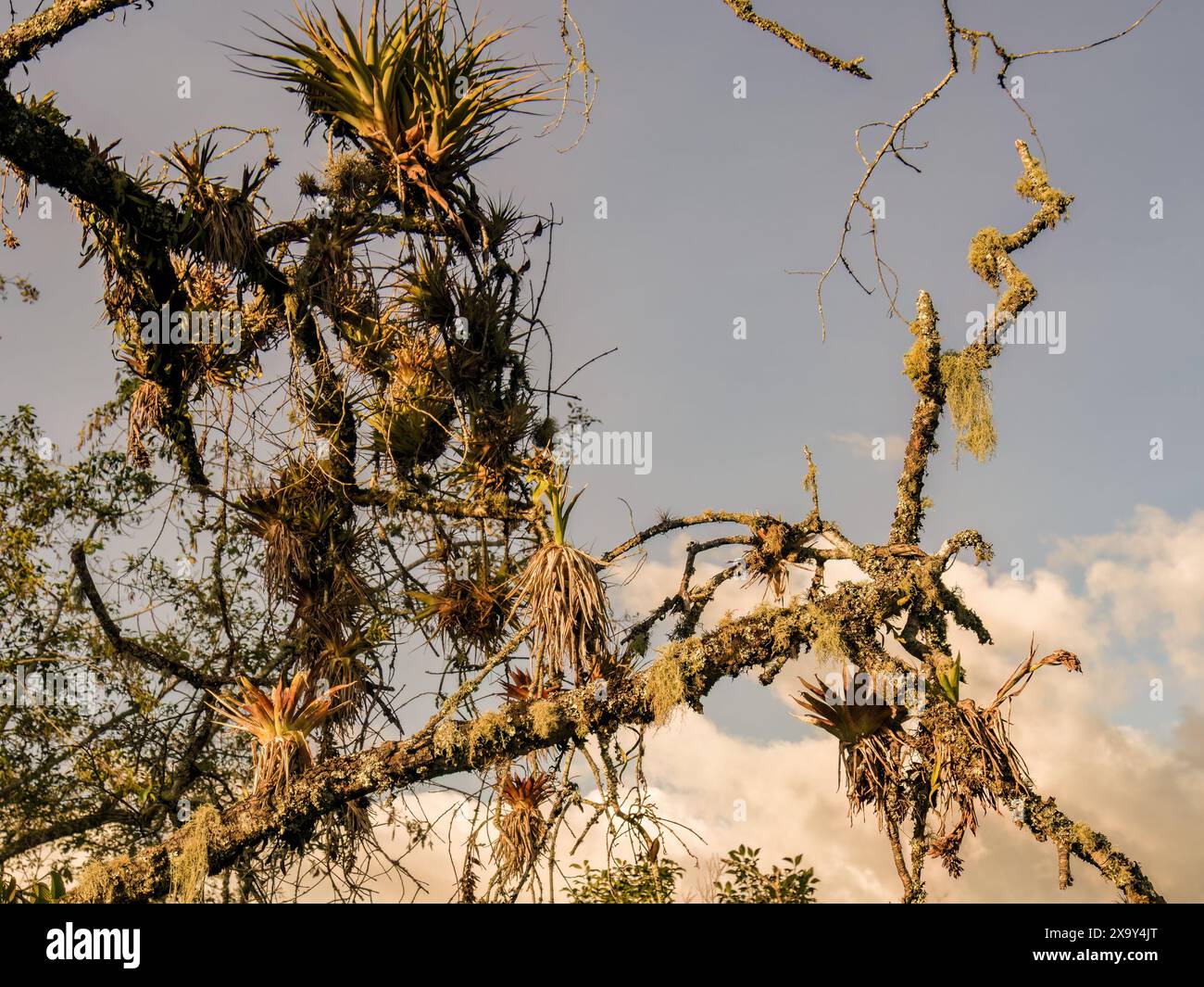 Some tillandsia plants hang from a tree covered in lichen at sunset, in ...