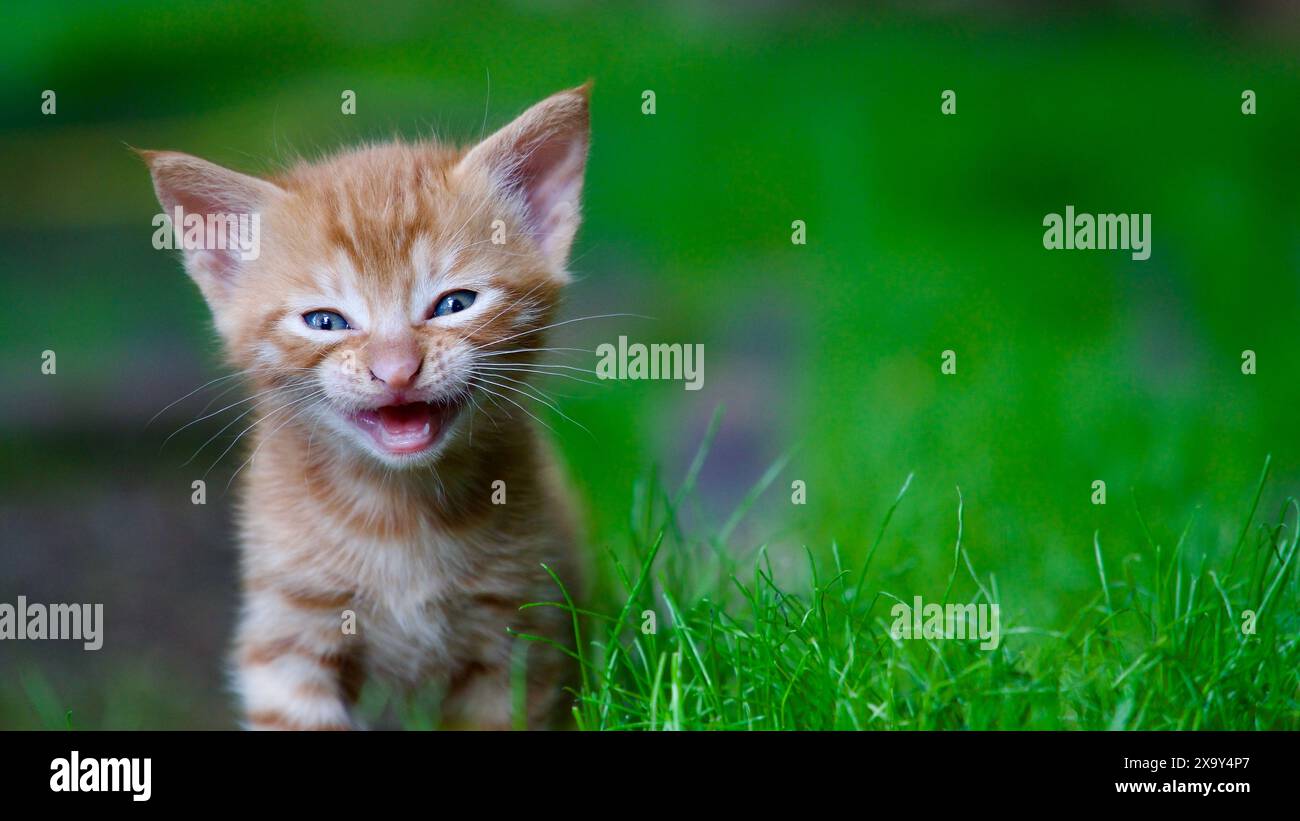 Yellow kitten. Yellow kittens playing in the garden. Yellow stray ...