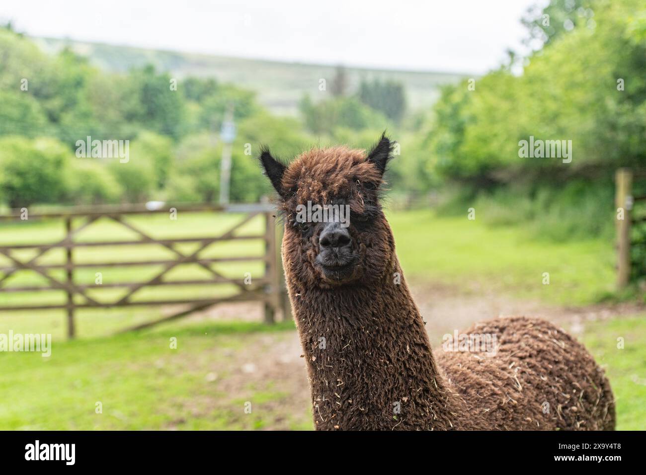 alpaca in an idyllic country scene Stock Photo - Alamy
