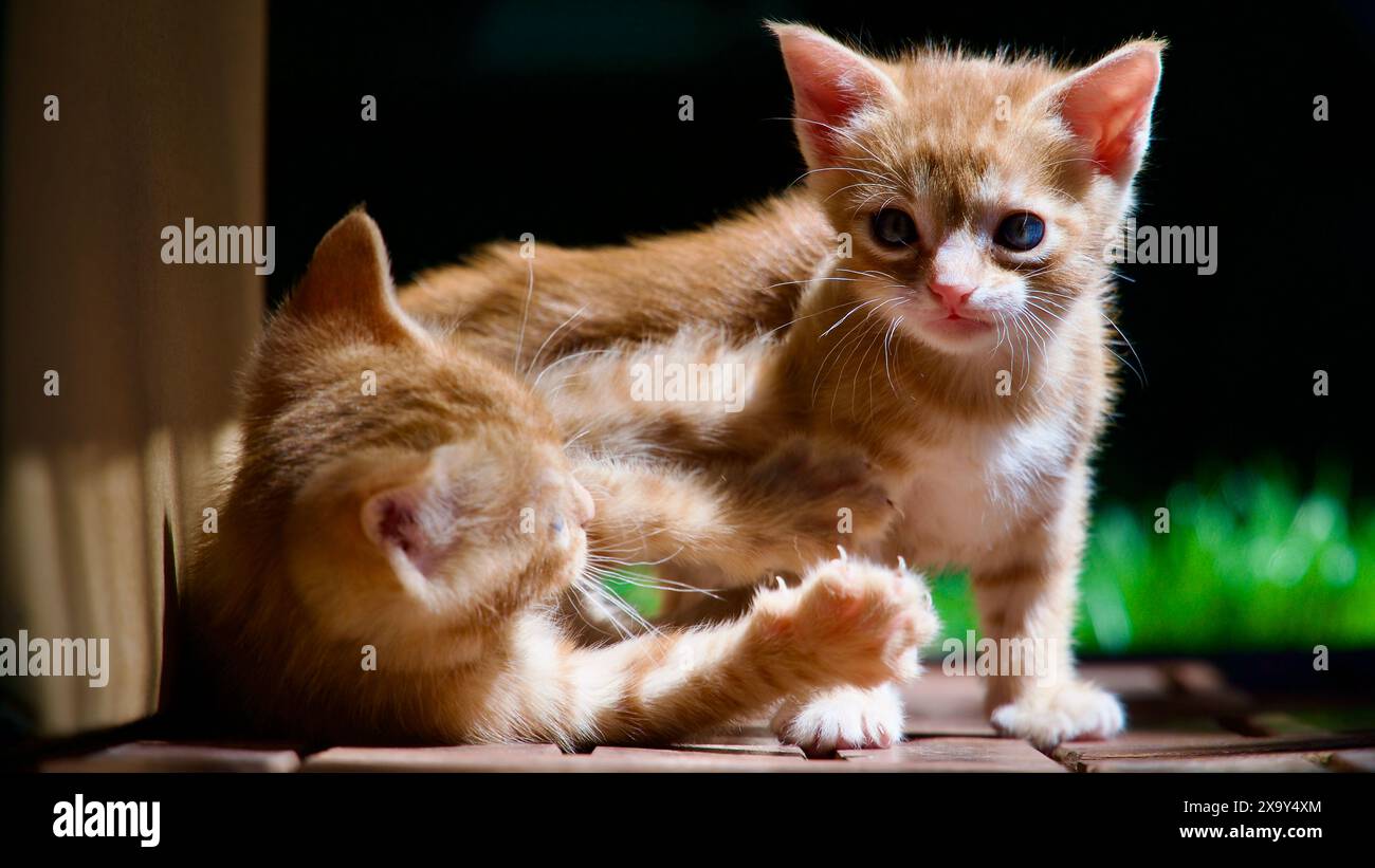 Yellow kitten. Yellow kittens playing in the garden. Yellow stray ...