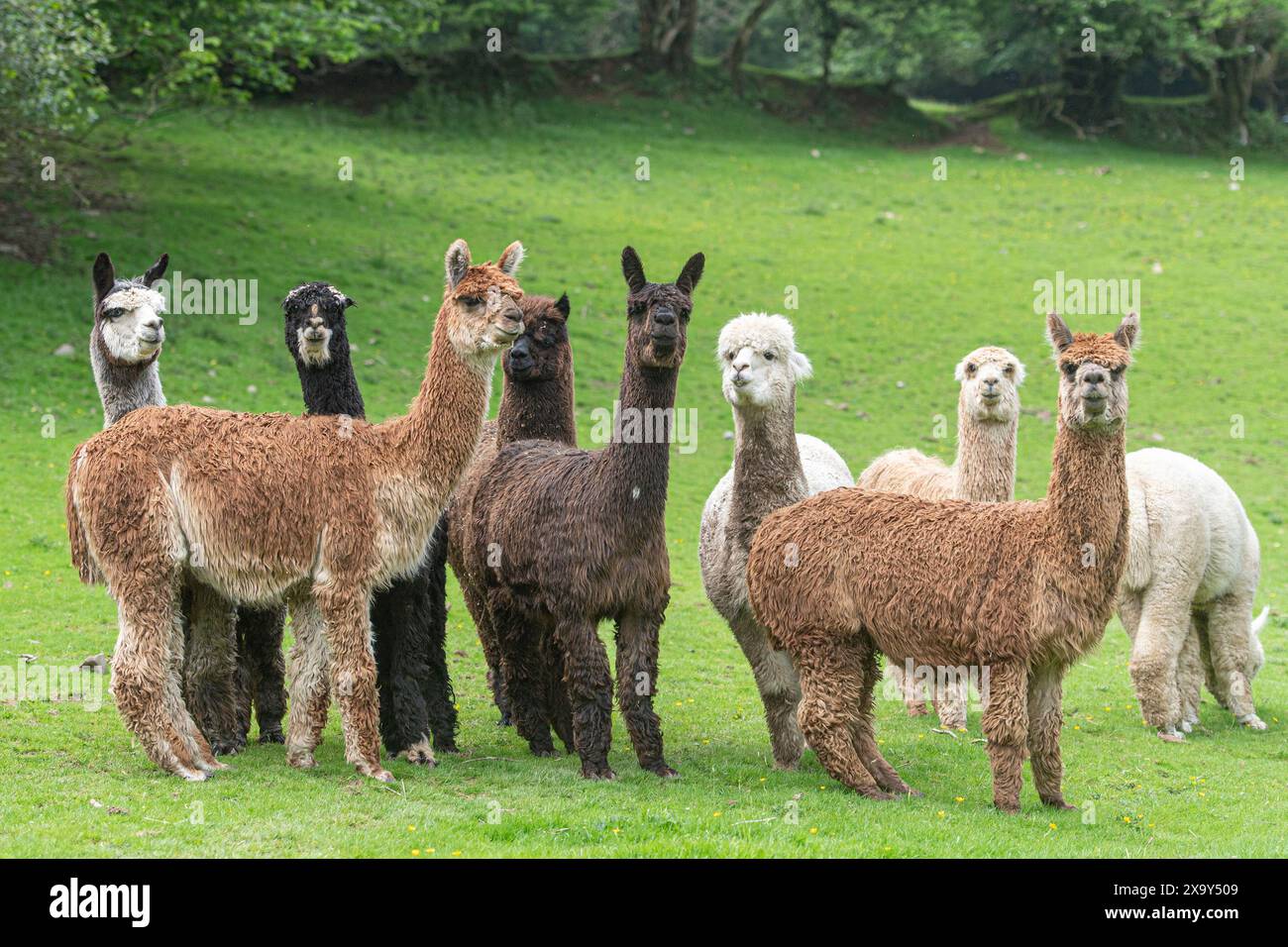 herd of alpacas Stock Photo - Alamy