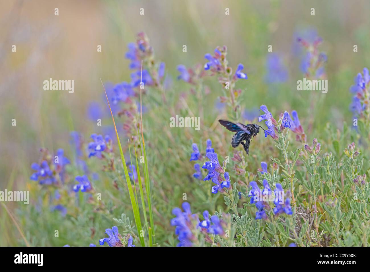 Violet carpenter bee (Xylocopa violacea) taking nectar from the purple ...