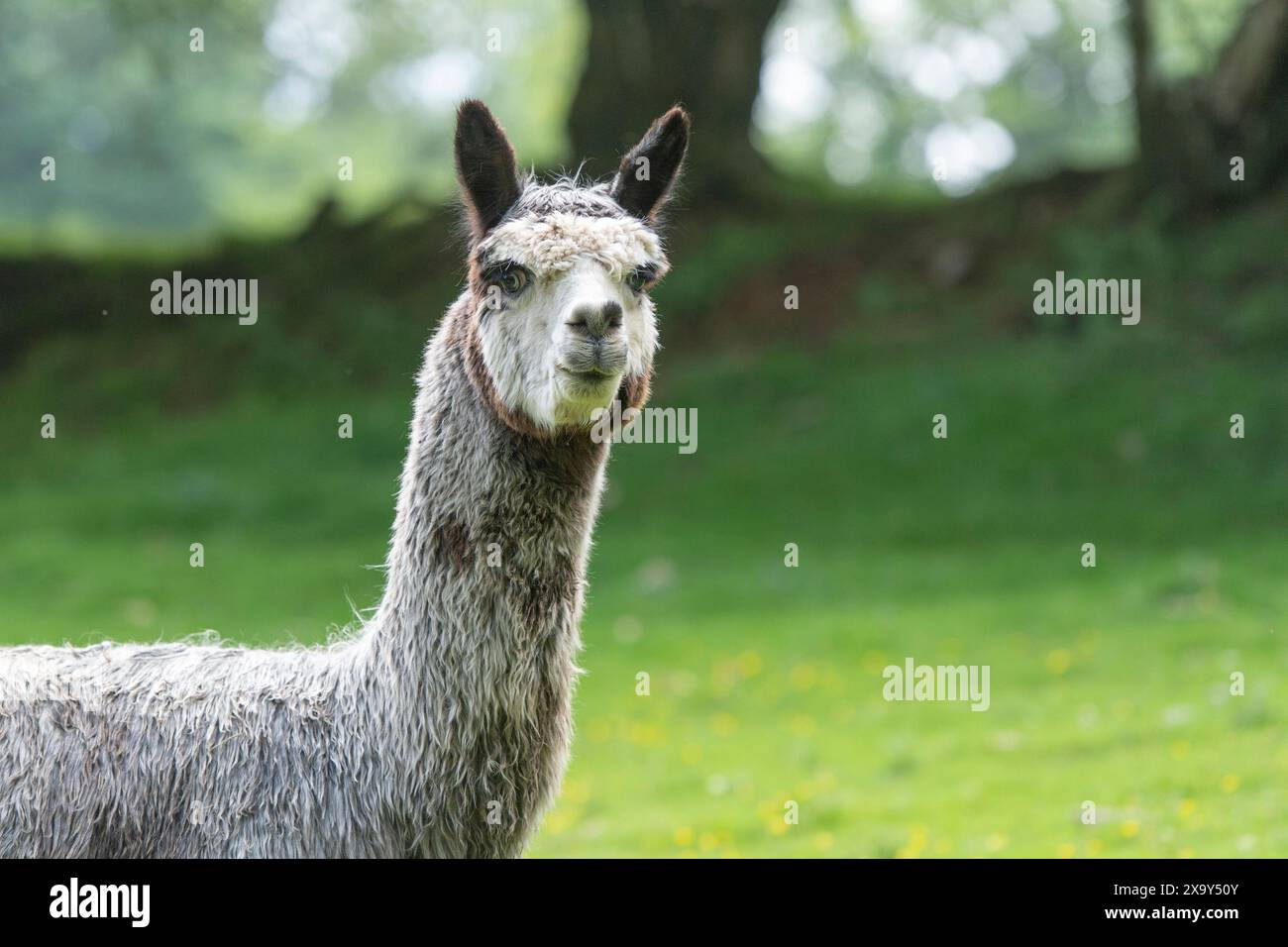 grey alpaca head Stock Photo - Alamy