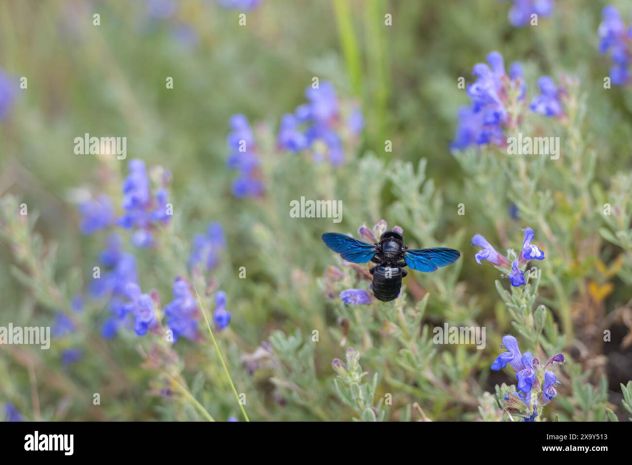 Violet carpenter bee (Xylocopa violacea) taking nectar from the purple ...