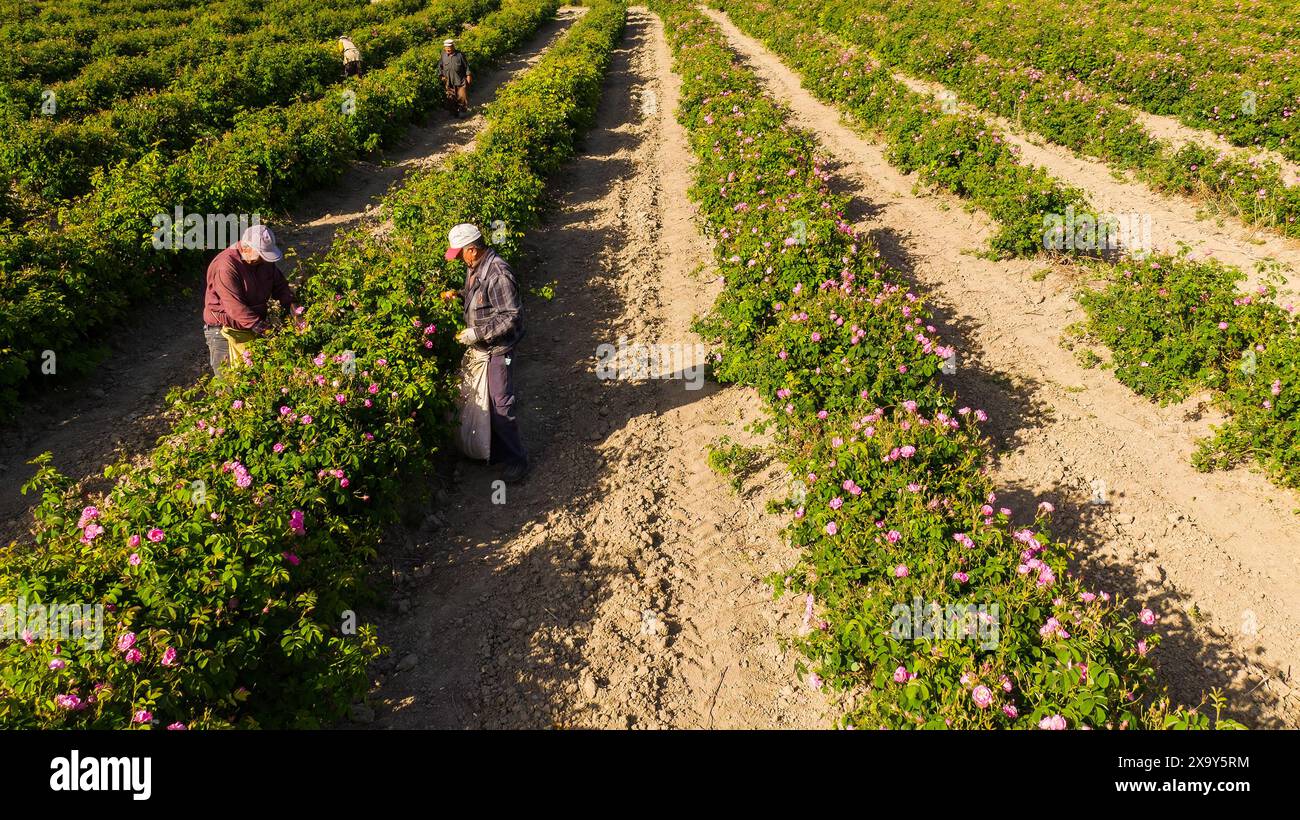 Villagers harvesting Turkey's famous Isparta rose. Aerial view Stock ...