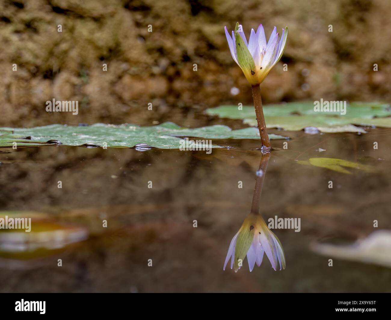 Wide view from the side of a blooming water lily flower and its ...