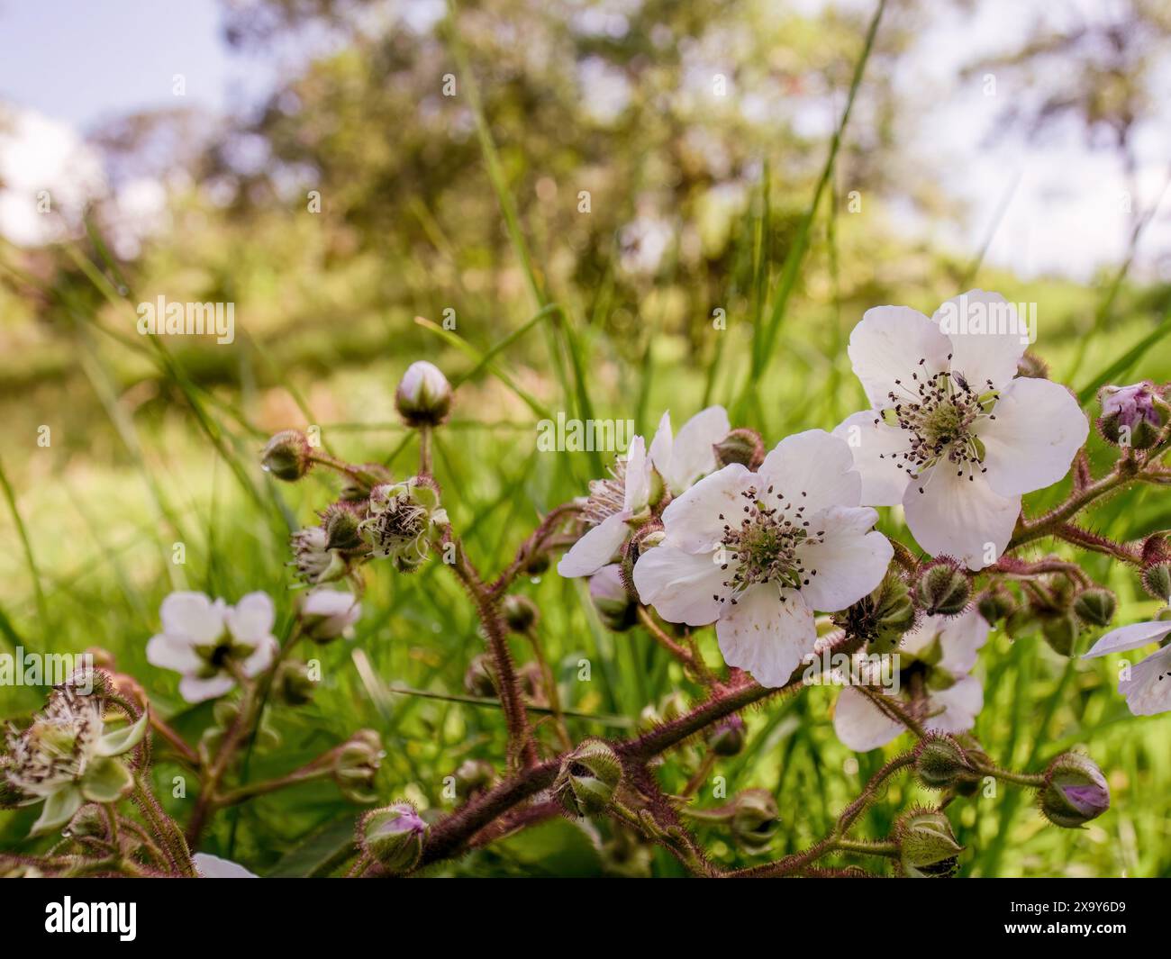 Wide angle photography of some wild white blackberry flowers, growing ...