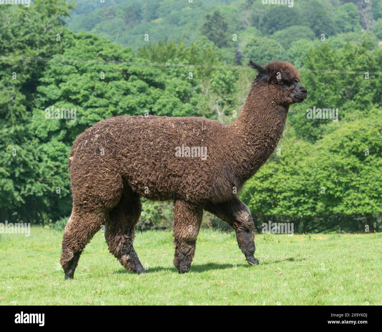 brown alpaca trotting across field Stock Photo - Alamy