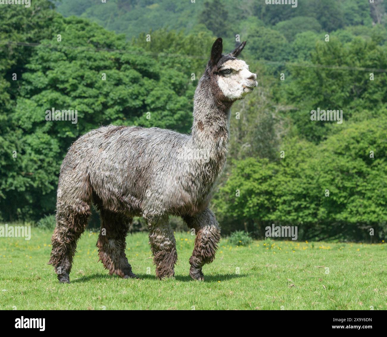 Alpaca profile farm animal hi-res stock photography and images - Alamy