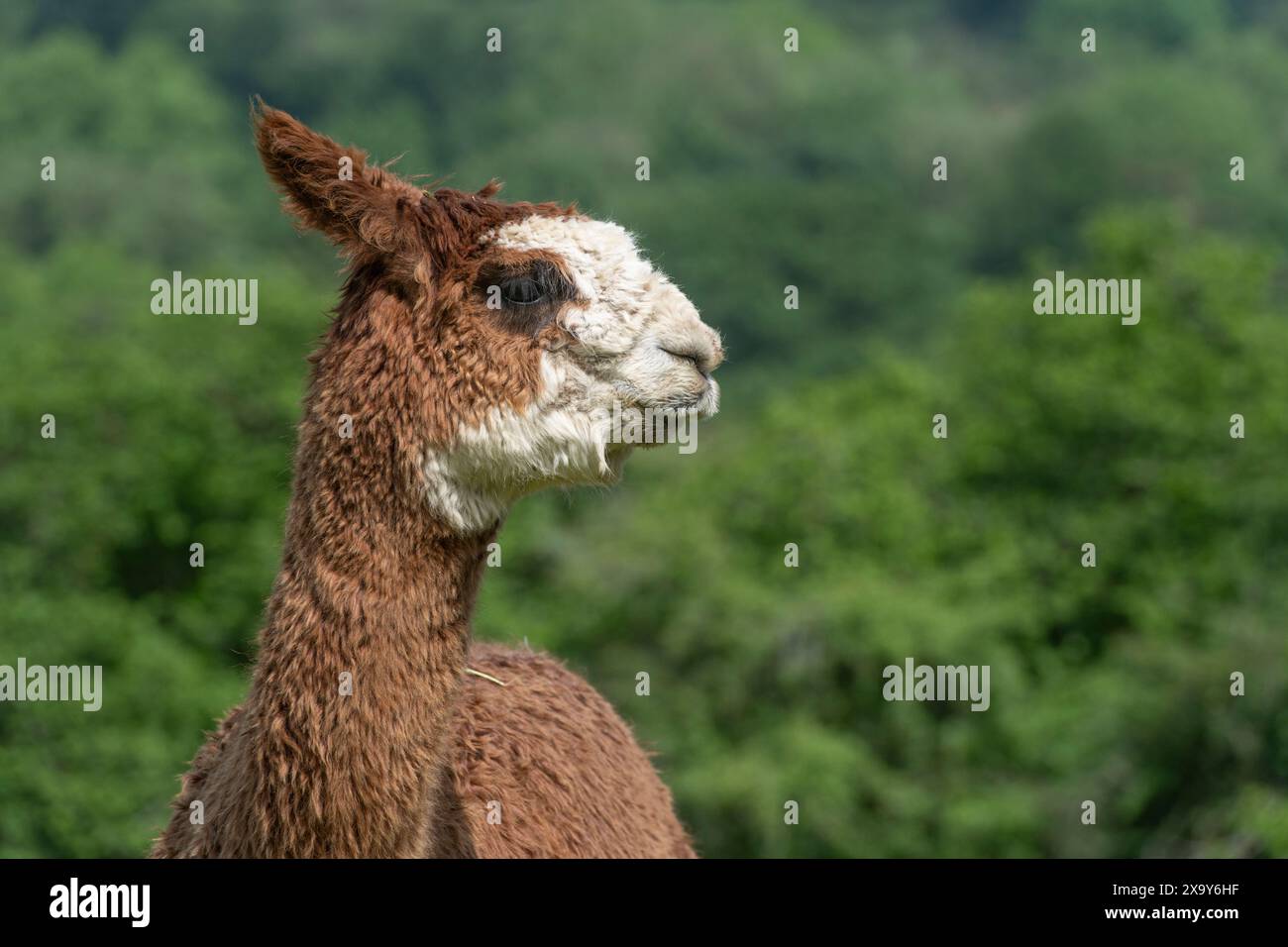side view of an alpaca head Stock Photo - Alamy