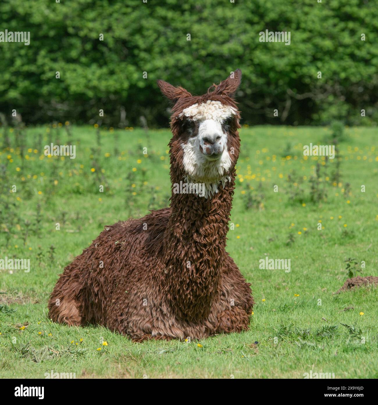 alpaca lying down in field Stock Photo - Alamy