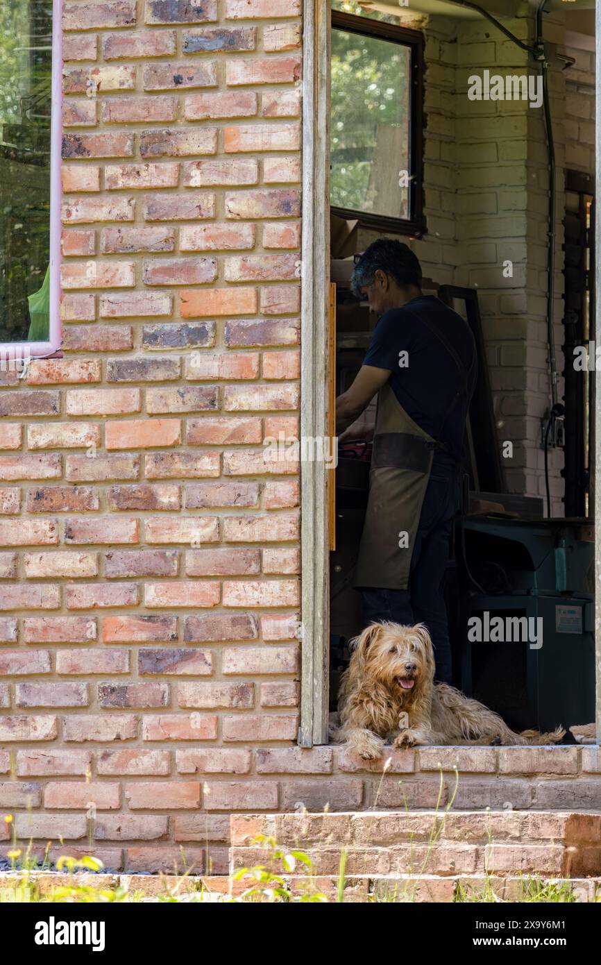 A mixed breed dog sitting at the threshold of a carpentry workshop ...