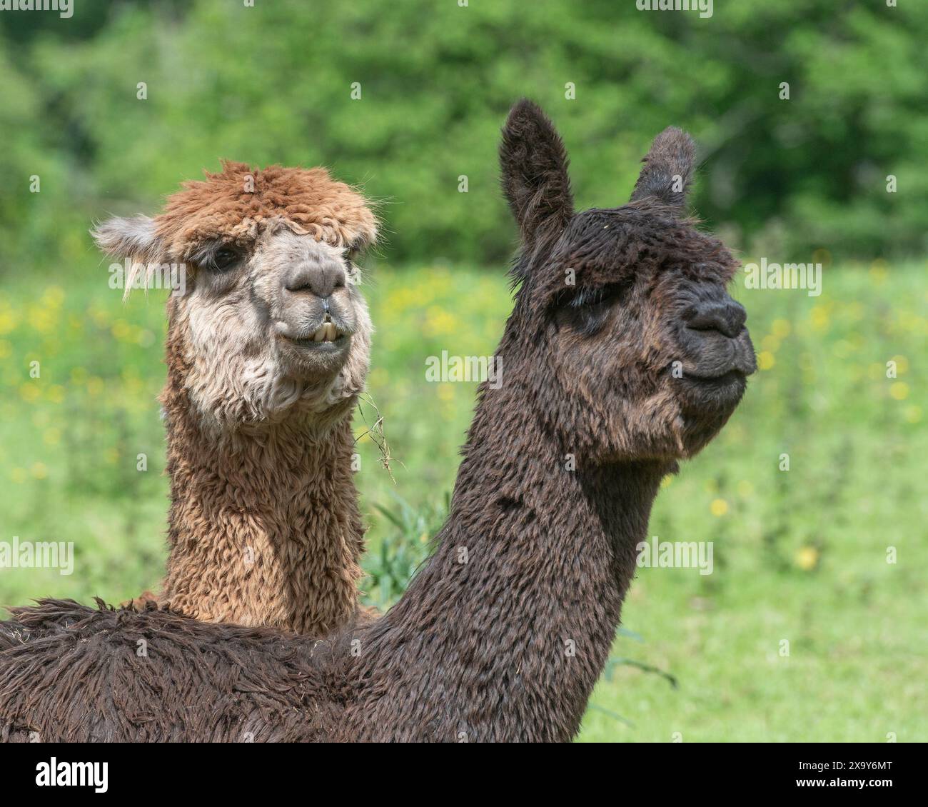 two alpacas head study Stock Photo - Alamy