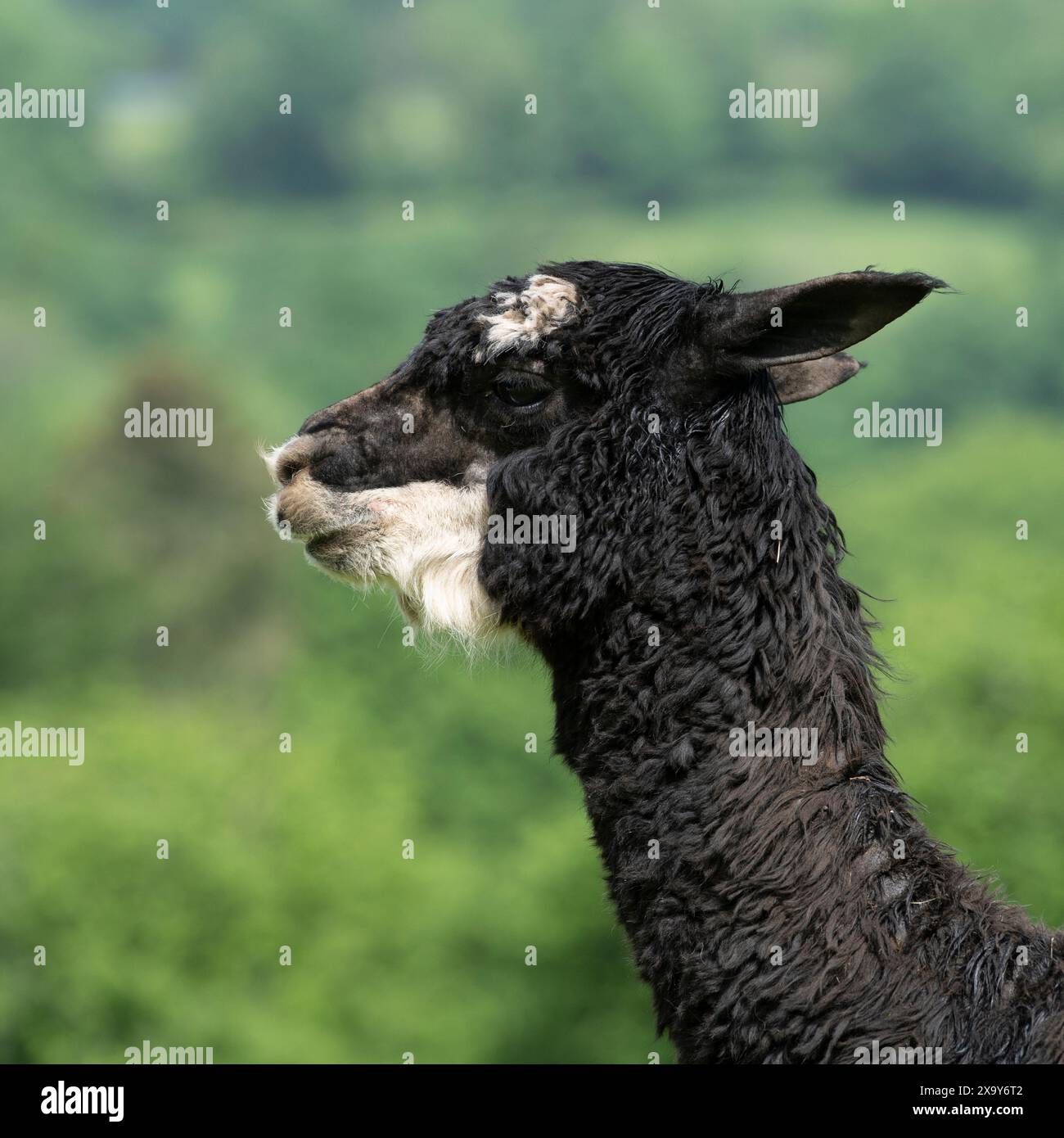 Alpaca portrait close view hi-res stock photography and images - Alamy