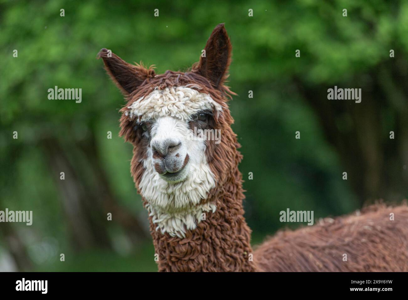 alpaca head shot Stock Photo - Alamy