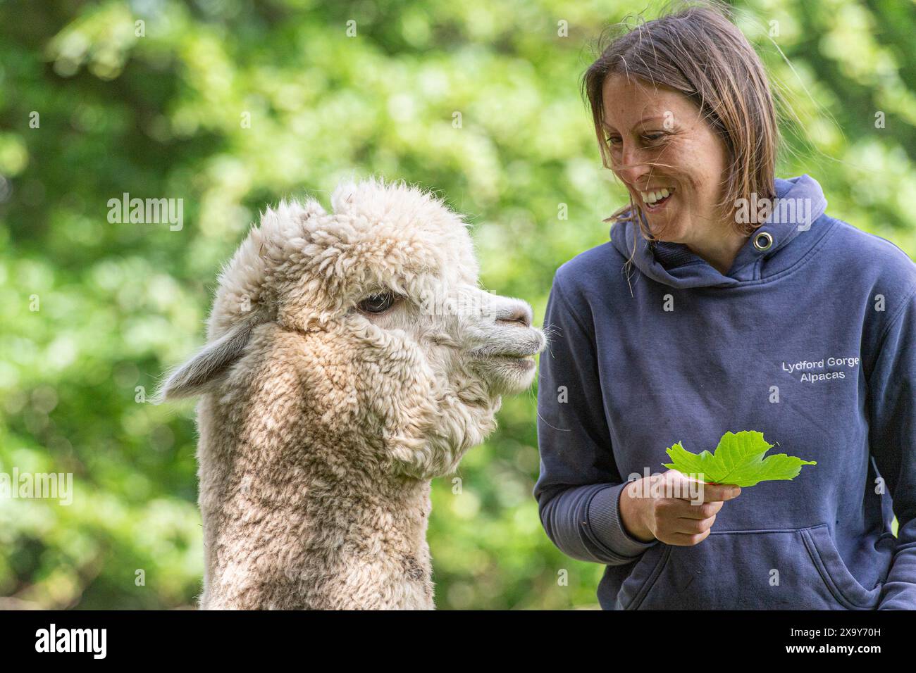 alpaca and owner happy Stock Photo - Alamy