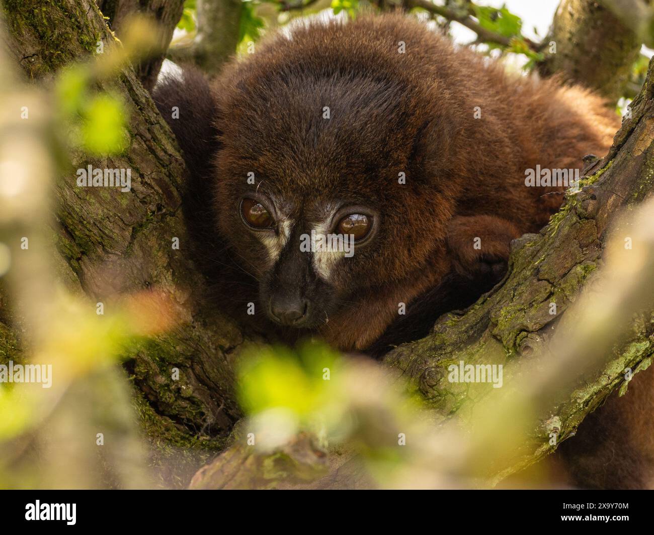 Enchanting species of primate hi-res stock photography and images - Alamy