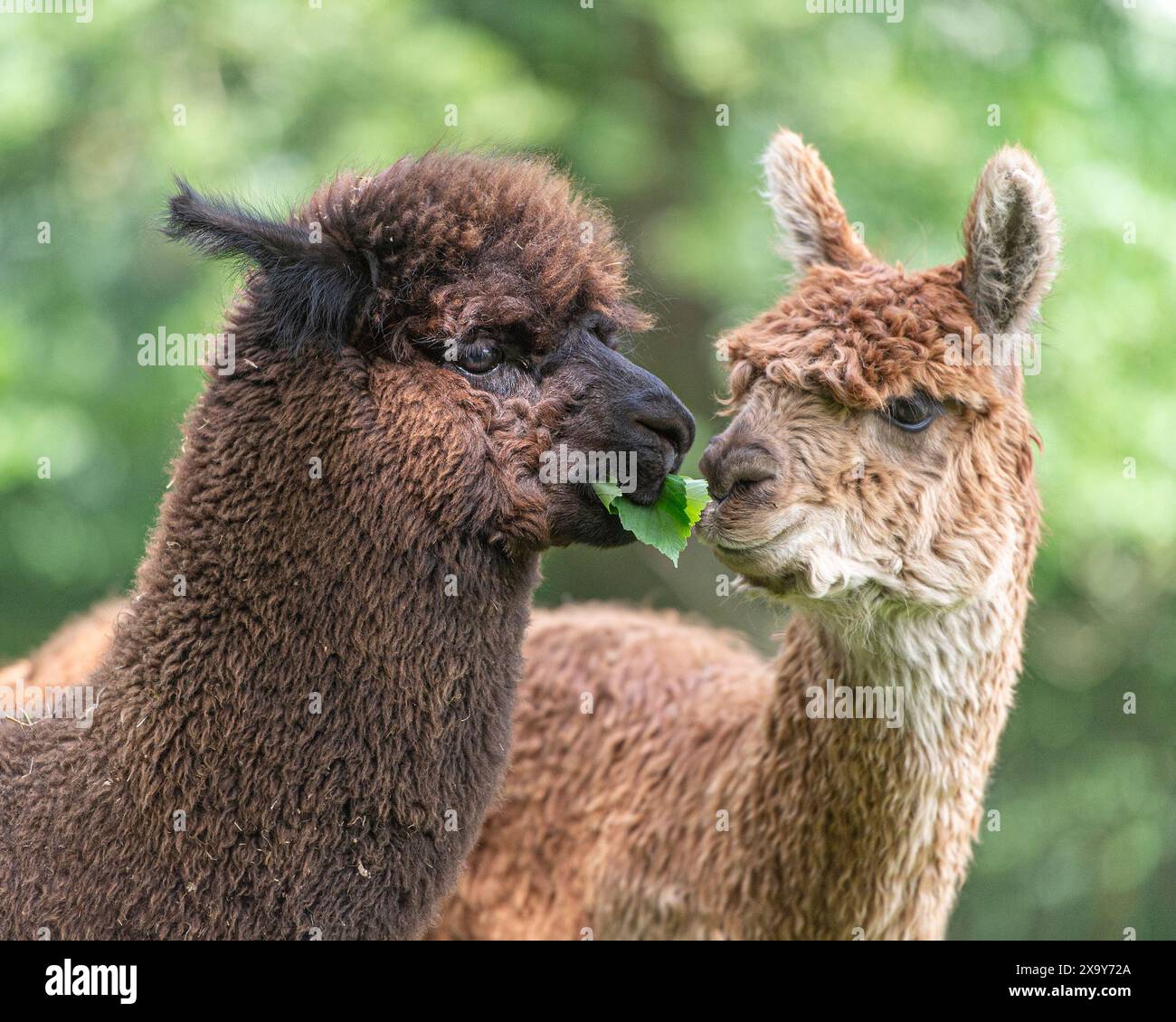 Funny lama animal eating hi-res stock photography and images - Alamy