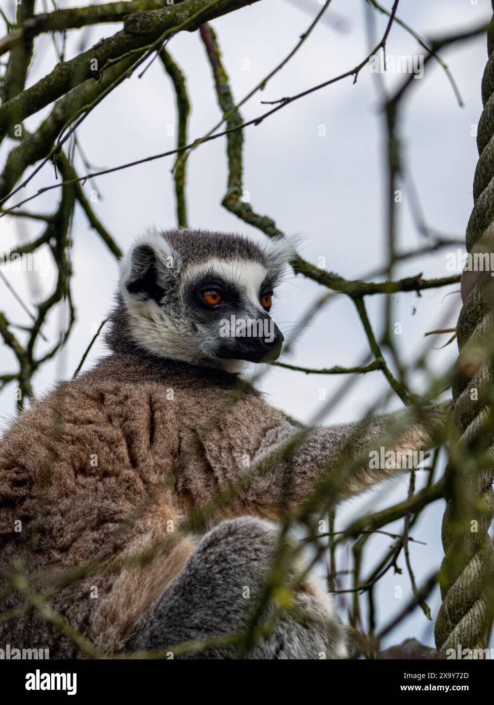 Ring-tailed Lemur in a tree, watching out for visitors. They live in social groups of up to 25 ...