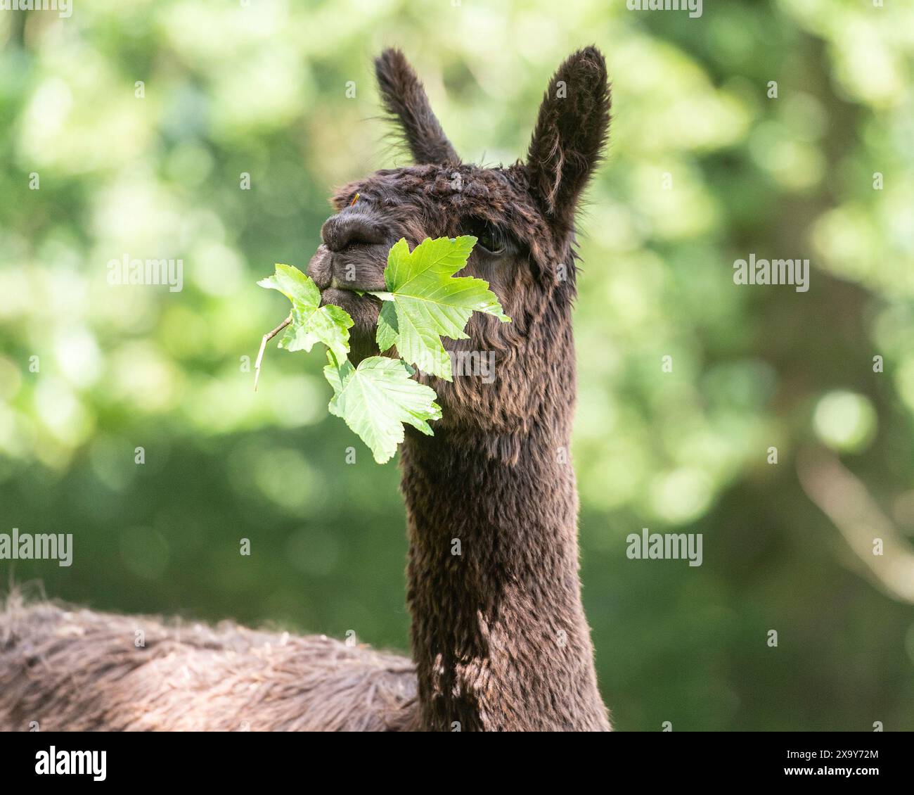 alpaca eating a leaf Stock Photo - Alamy