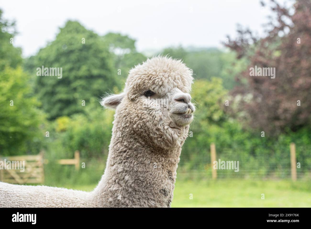 Head head shot landscape hi-res stock photography and images - Alamy