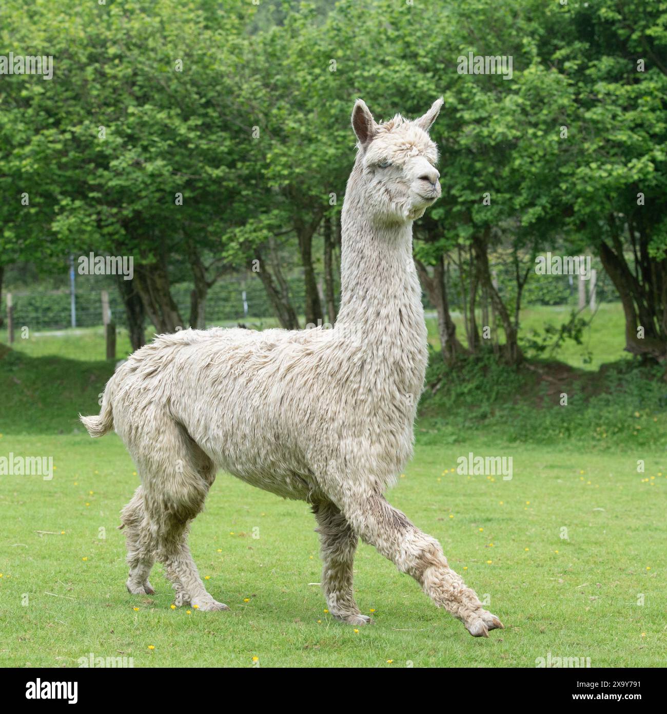 alpaca running towards camera Stock Photo - Alamy