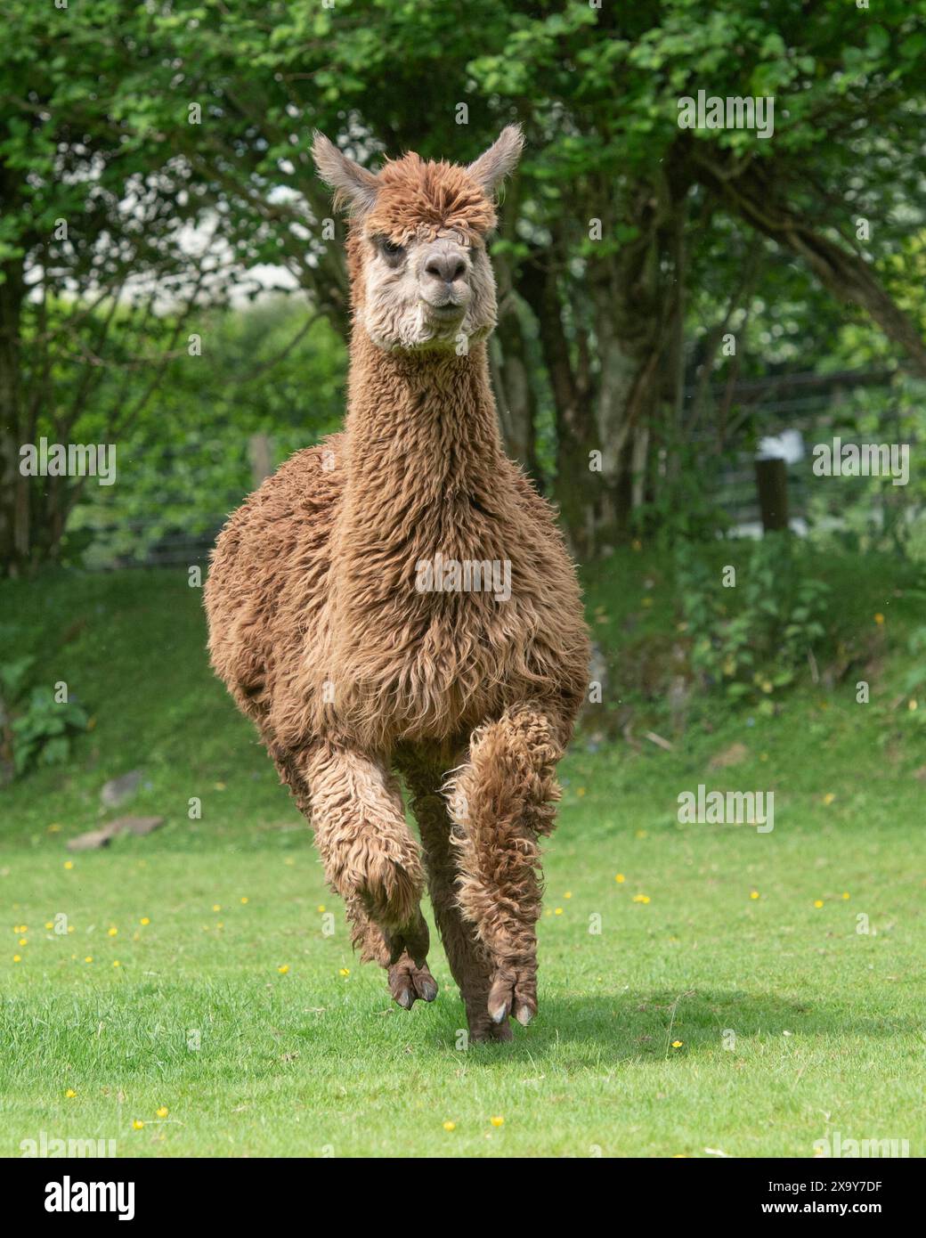 alpaca running towards camera Stock Photo - Alamy