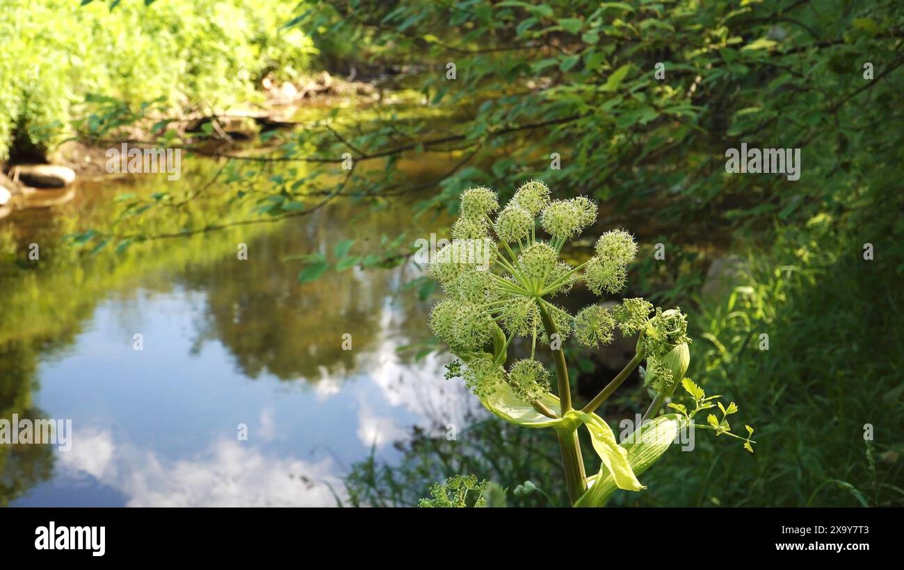 Plants of the family Apiaceae - a close-up view of a flowering Siberian ...
