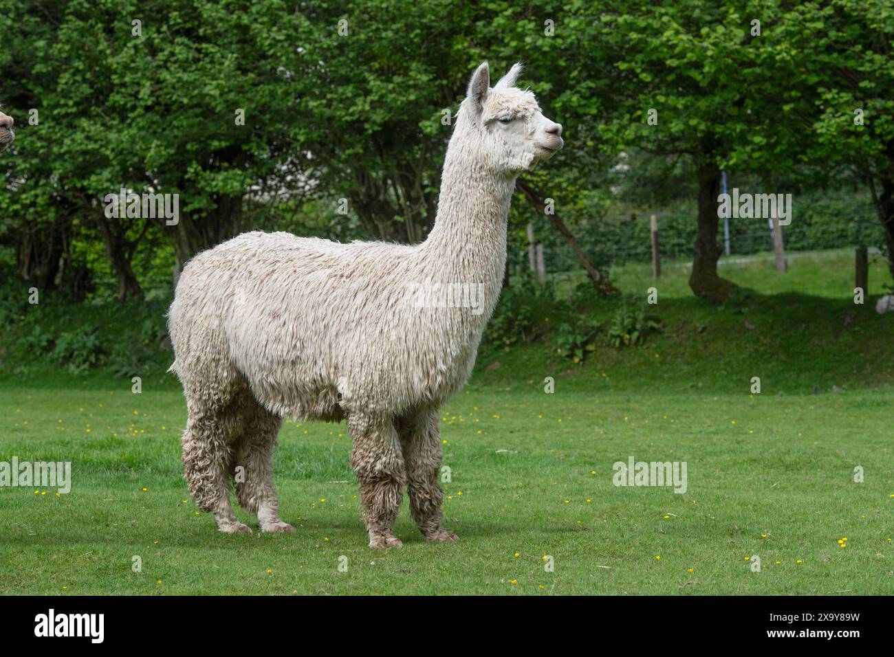 Field full small white hi-res stock photography and images - Alamy